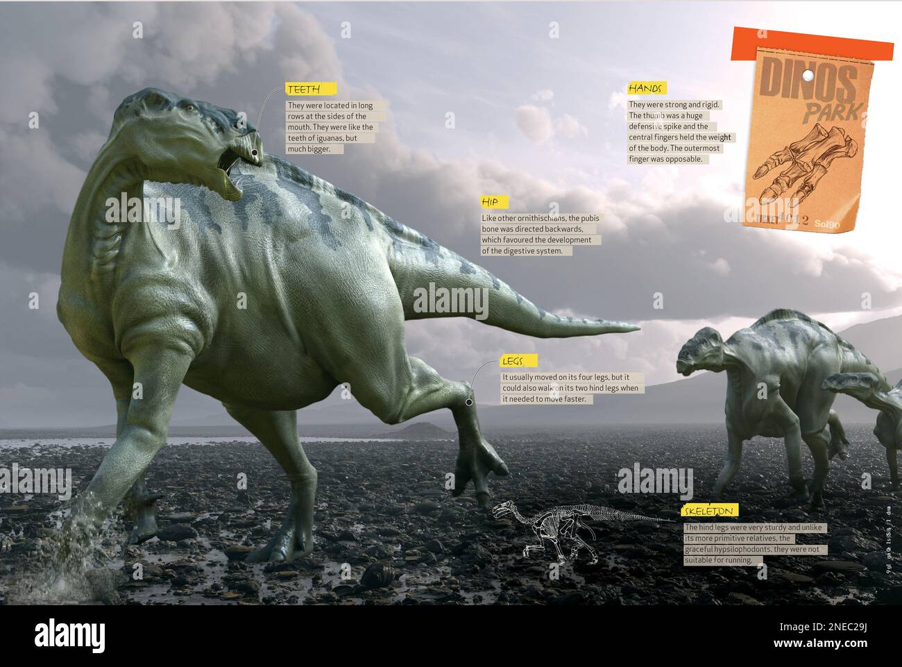 Infographics about the physical characteristics of the Iguanodon, a ...