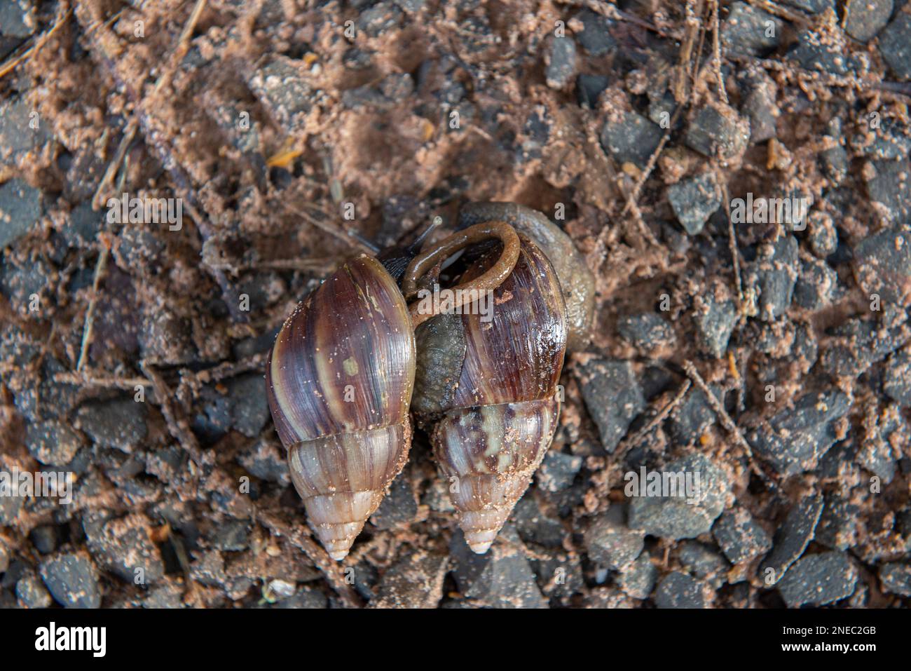 Giant African Snail (Achatina fulica) mating. Intersexual species, both ...
