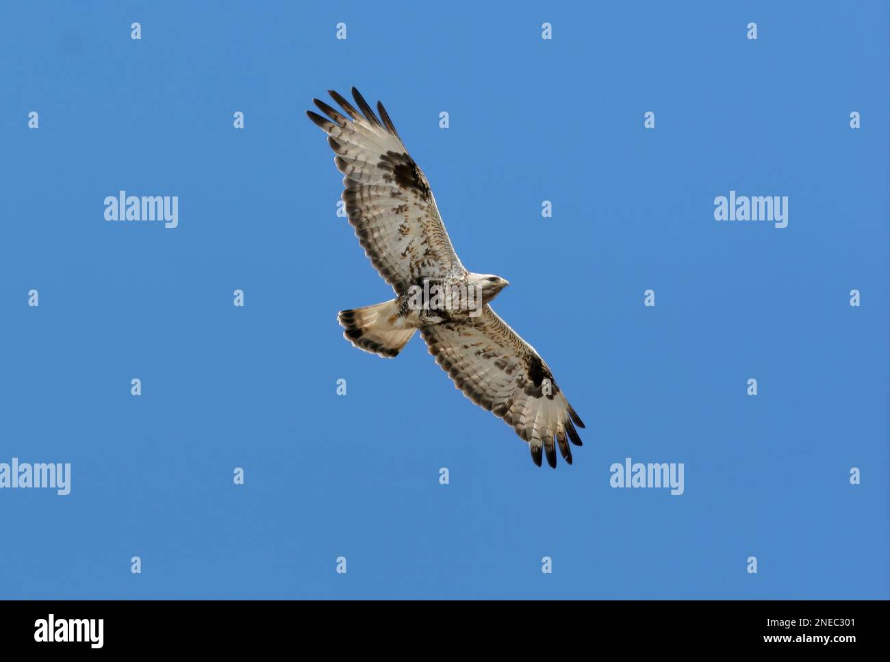 Rough-legged Buzzard (Buteo lagopus) adult in flight Hardanger Vidda ...