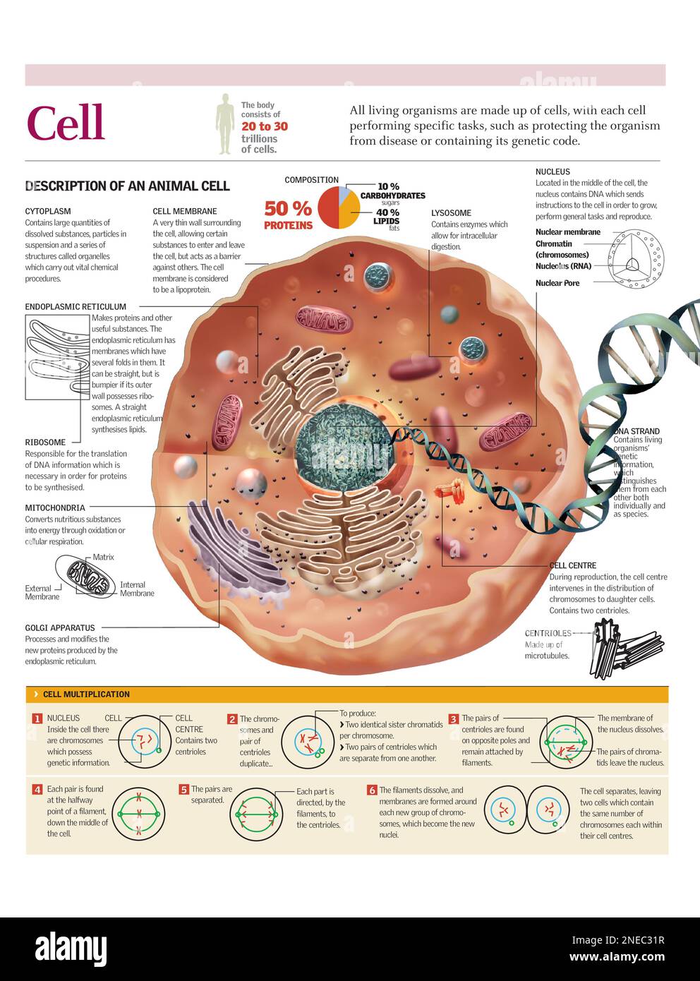 Infographic on the structure of an animal cell. [Adobe Illustrator (.ai ...