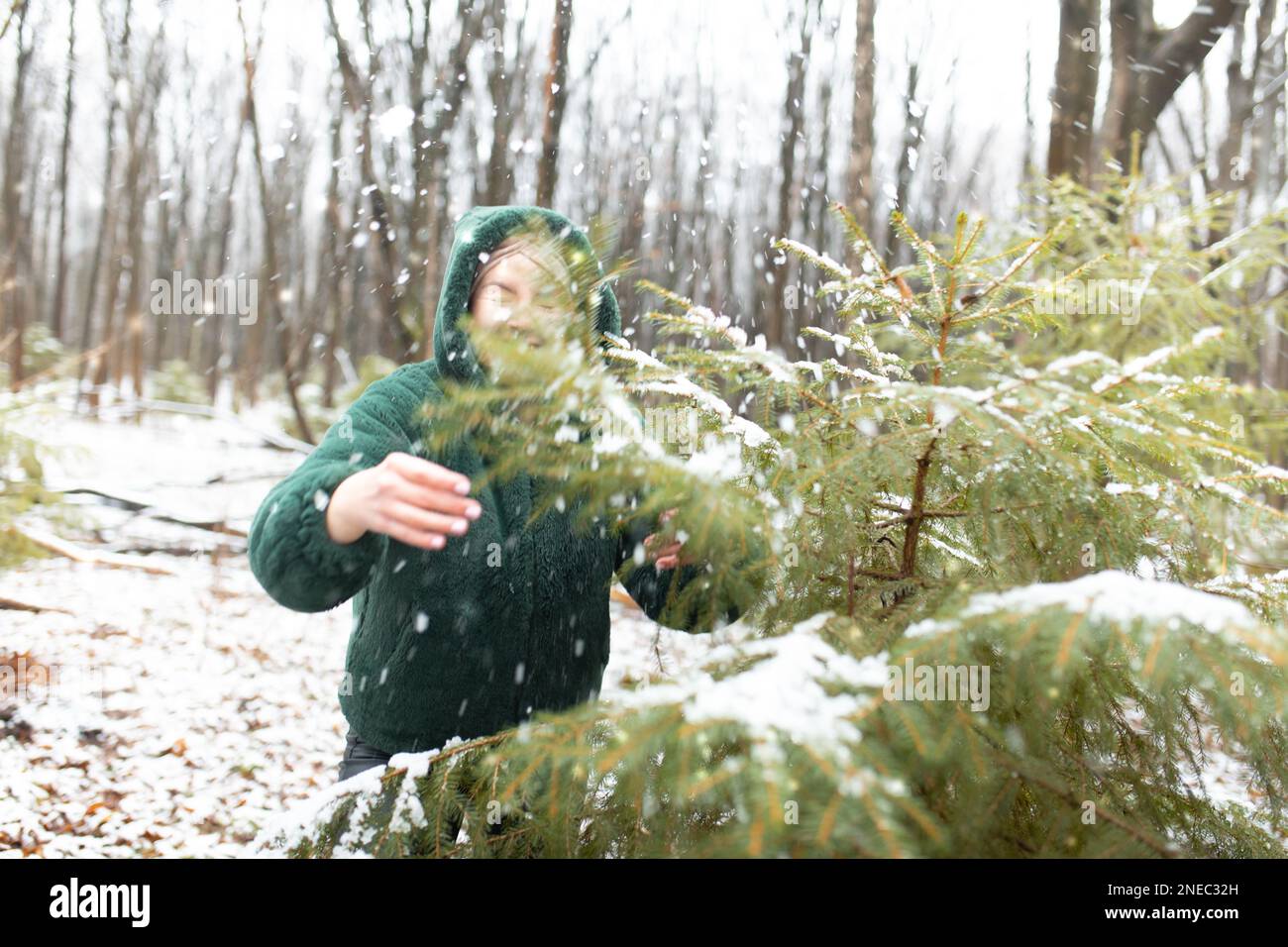 Portrait of funny middle-aged woman touching green branch of spruce ...