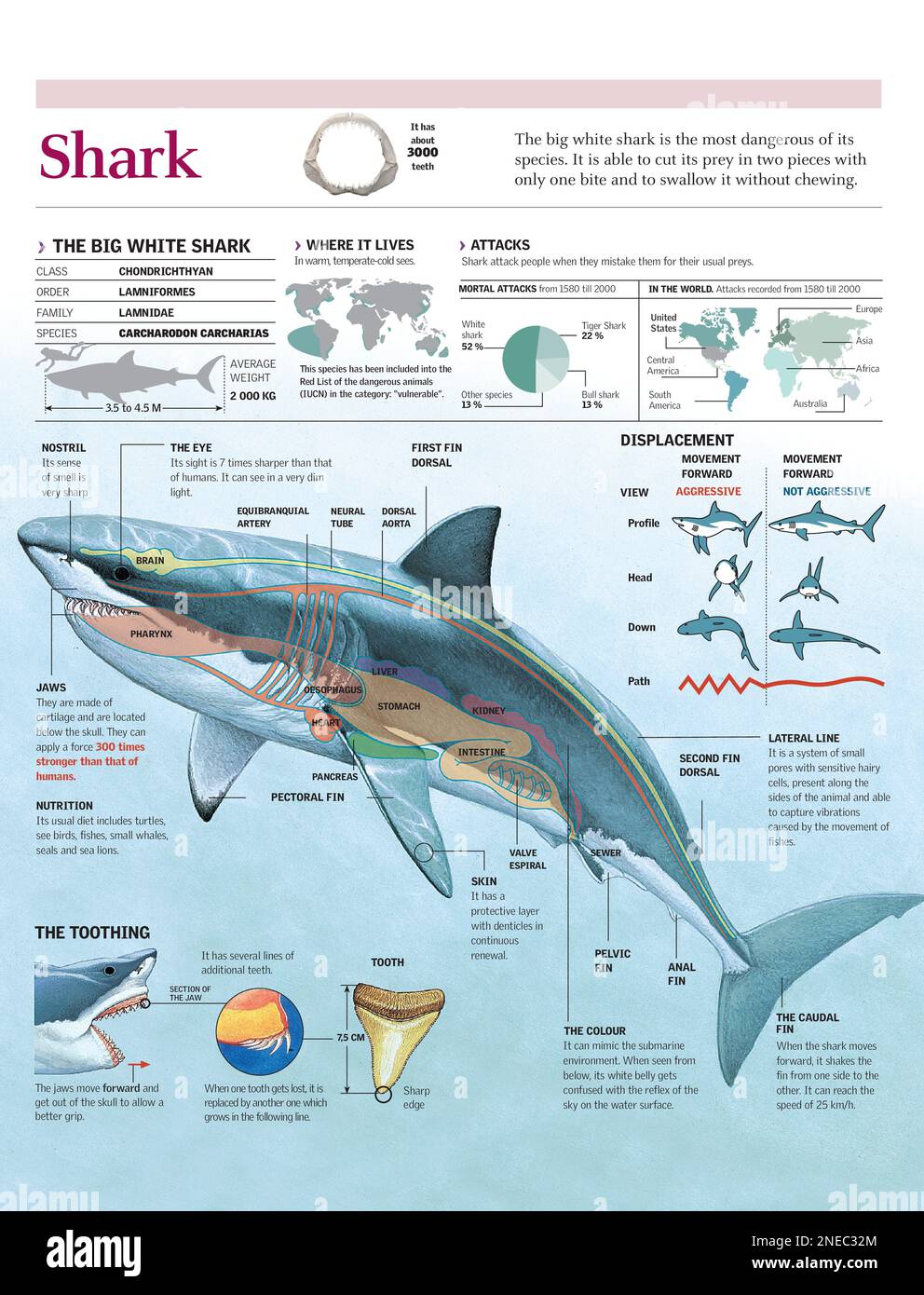 Infographics of habitat, anatomy, teeth and movement of the white shark ...