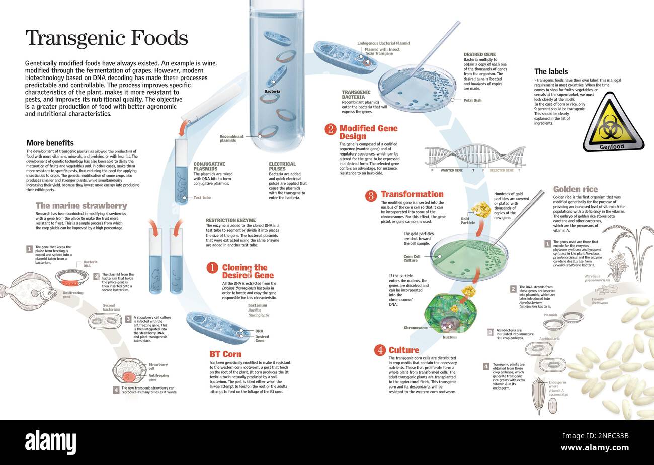 Infographic of the process of genetic modification of foods ...
