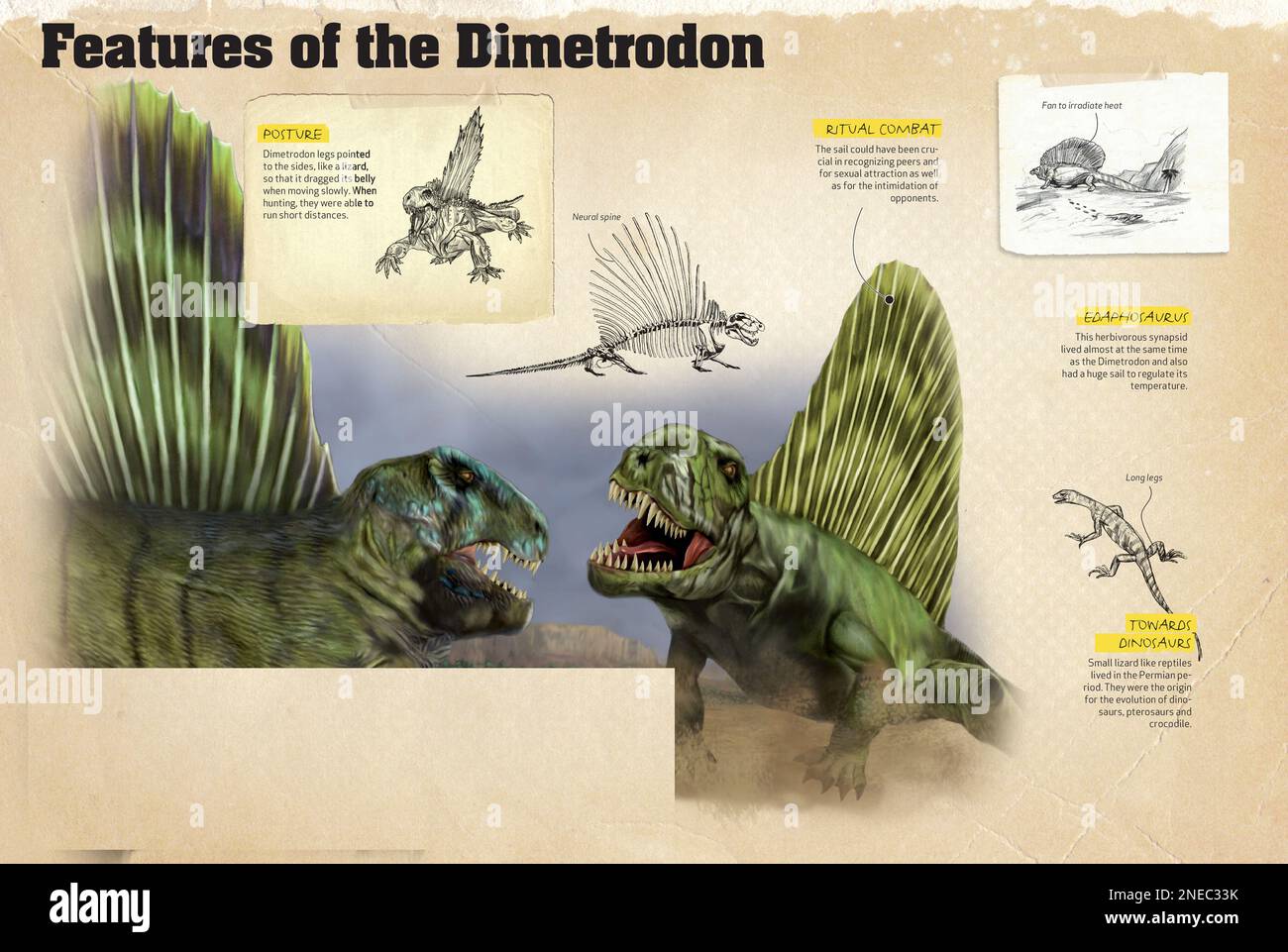 Infographics on the position and ritual combat of the dimetrodon, a ...