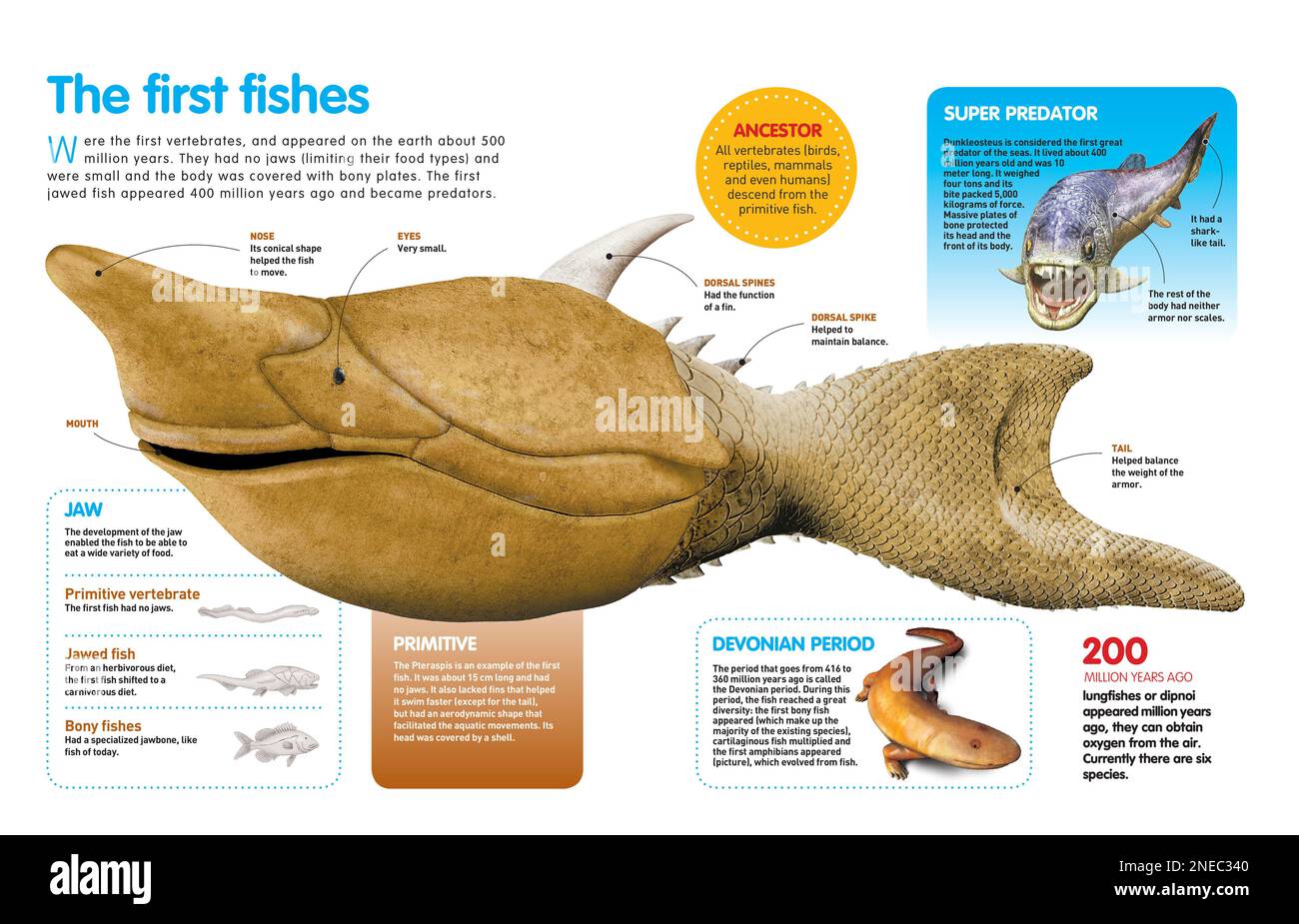 Infographic about the first prehistoric fish, whose evolution assumed ...