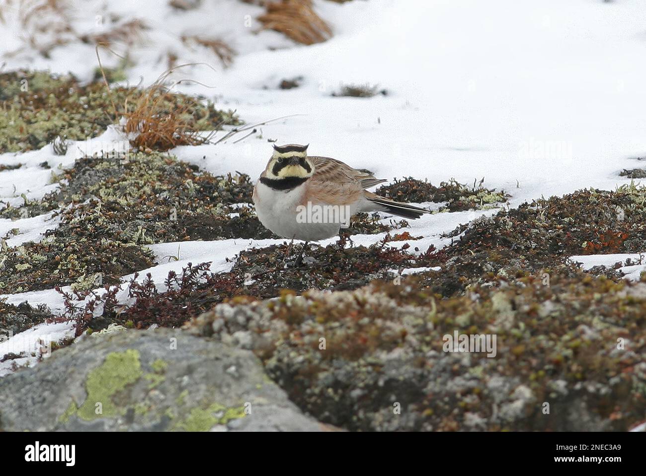 Shore Lark (Eremophila alpestris) adult standing on snowy breeding moor ...