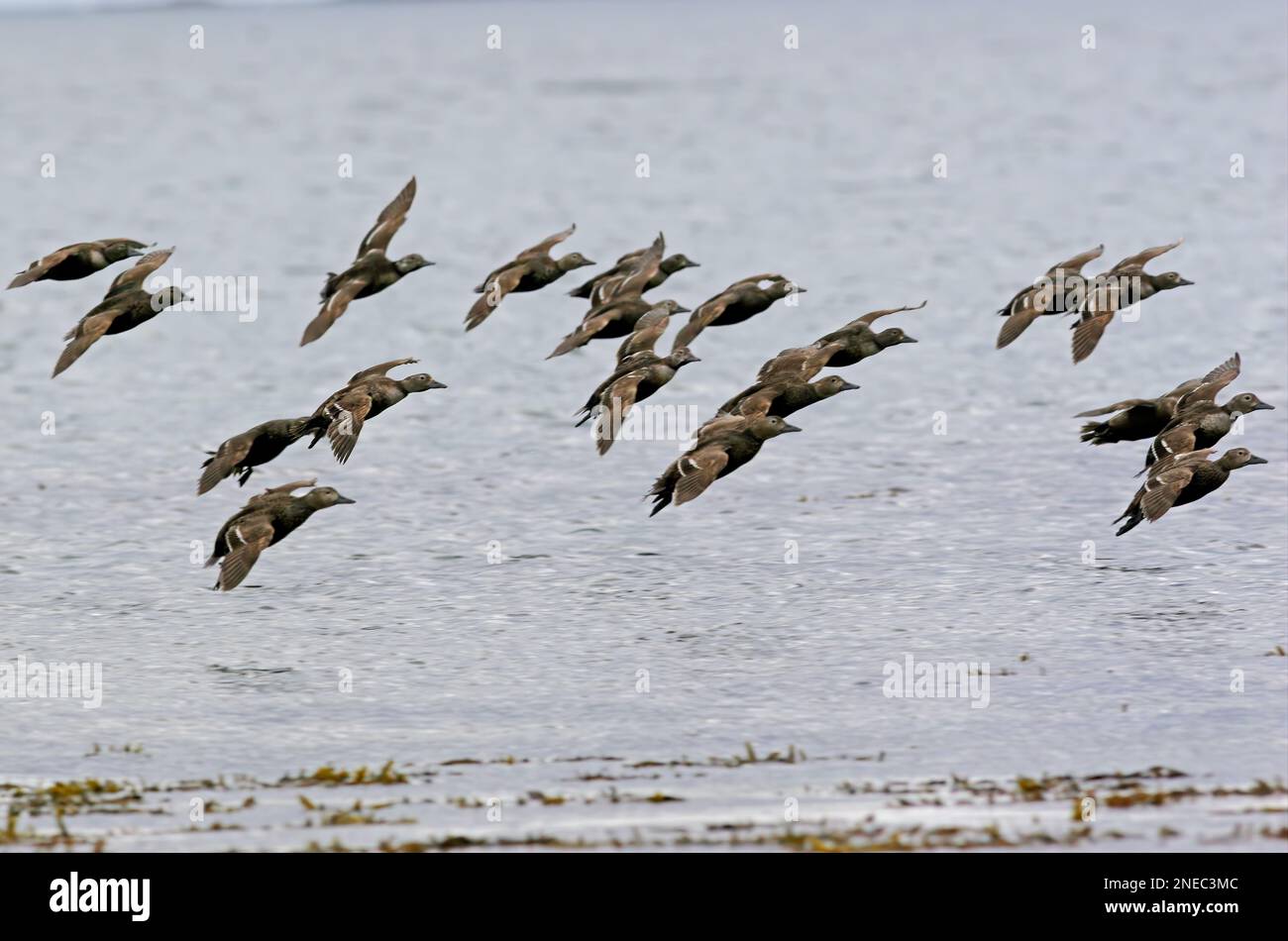 Steller's Eider (Polysticta stelleri) flock of sub-adults coming in to ...