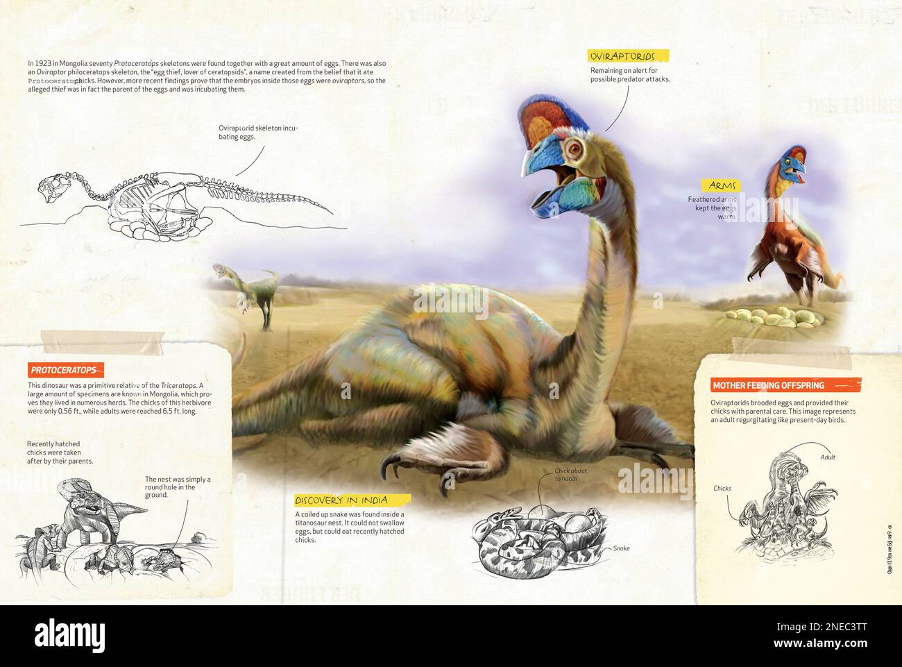 Oviraptorid dinosaur hi-res stock photography and images - Alamy