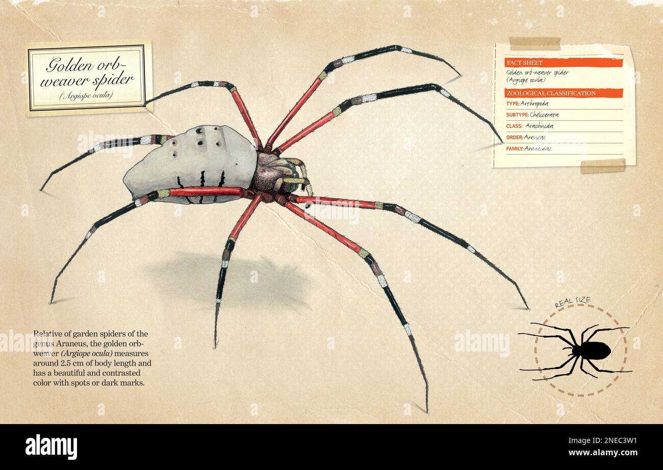 Fact sheet and zoological classification of Golden orb-weaver spider ...