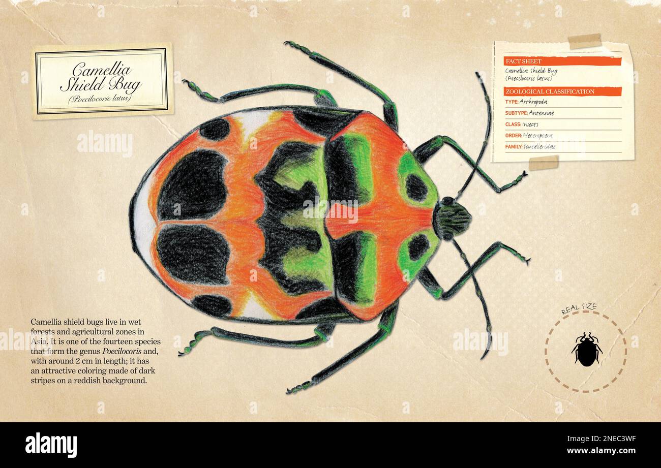 Fact sheet and zoological classification of Camellia Shield Bug ...