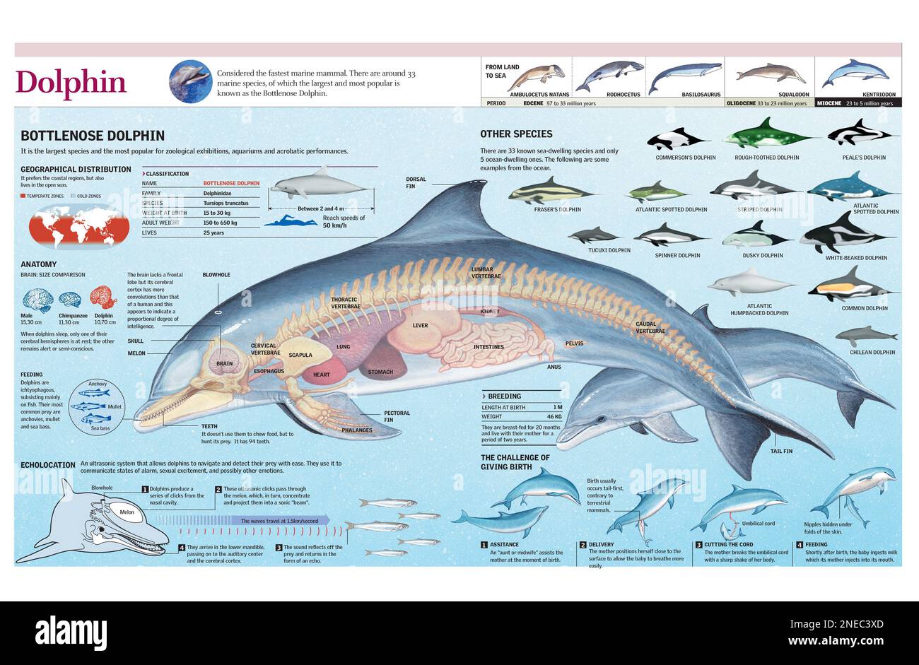 Infographics of the anatomy, habitat and bottlenose dolphin breeding ... Infographics of the anatomy, habitat and bottlenose dolphin breeding ...