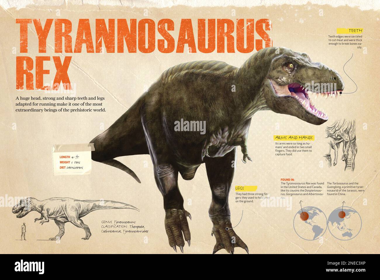 Infographics of the main characteristics and areas where fossil remains of the Tyrannosaurus Rex ...