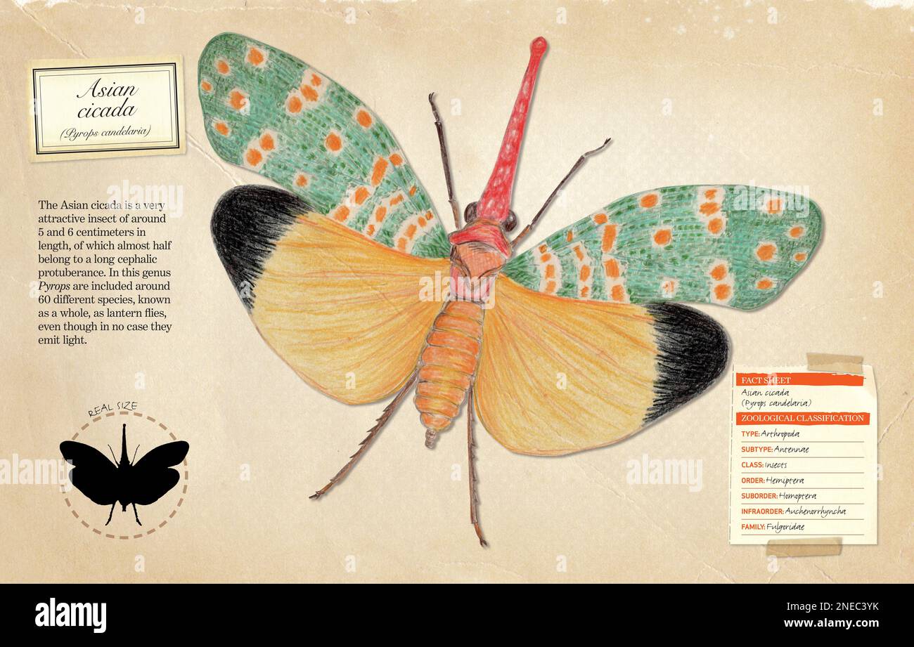 Fact sheet and zoological classification of Asian cicada (Pyrops ...