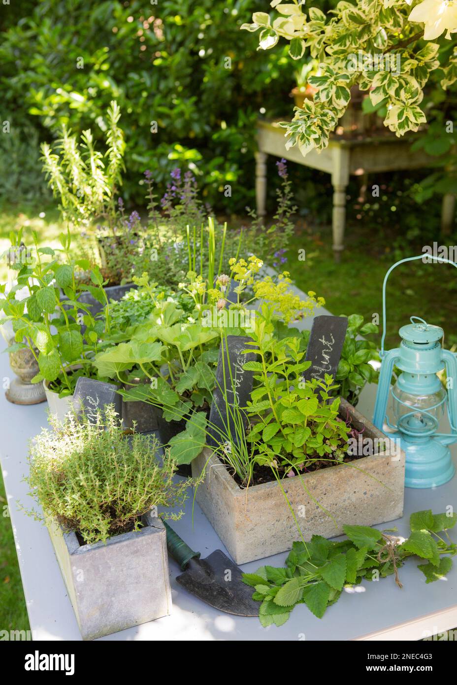 English herb hi-res stock photography and images - Alamy