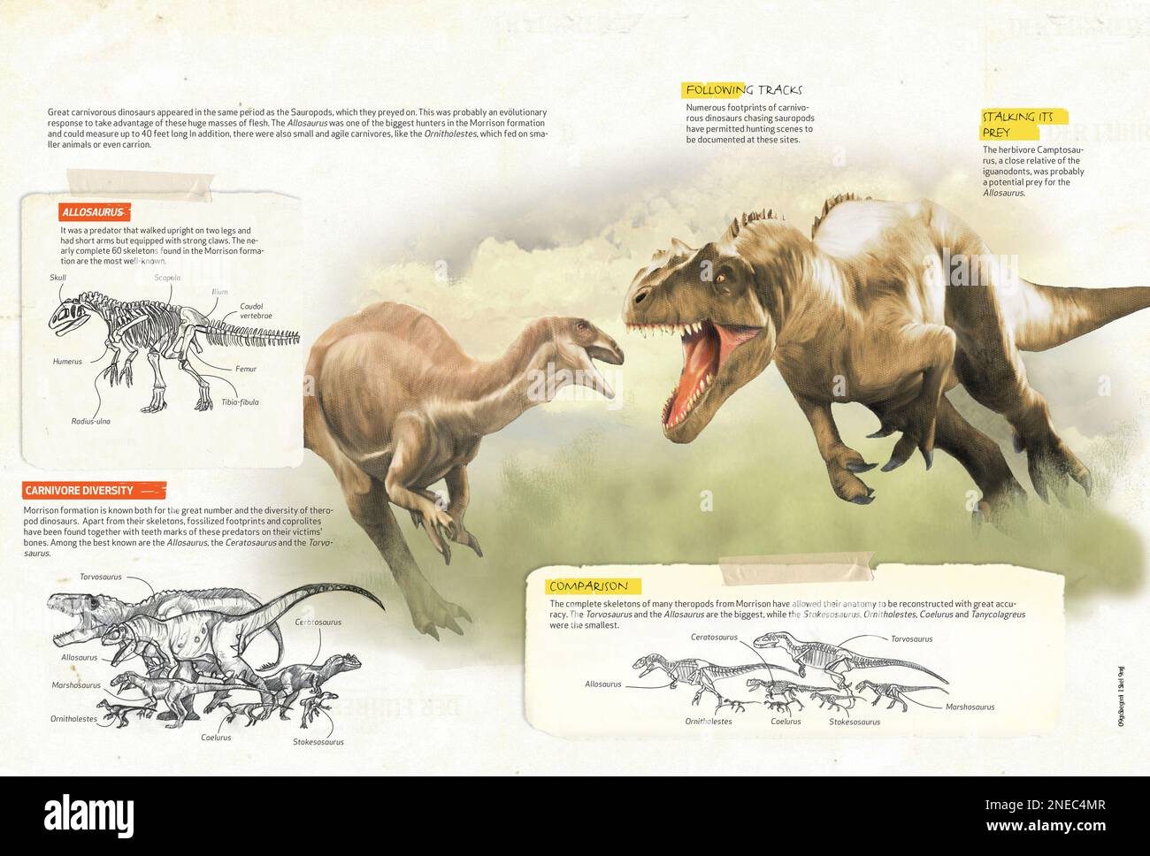 Stokesosaurus hi-res stock photography and images - Alamy