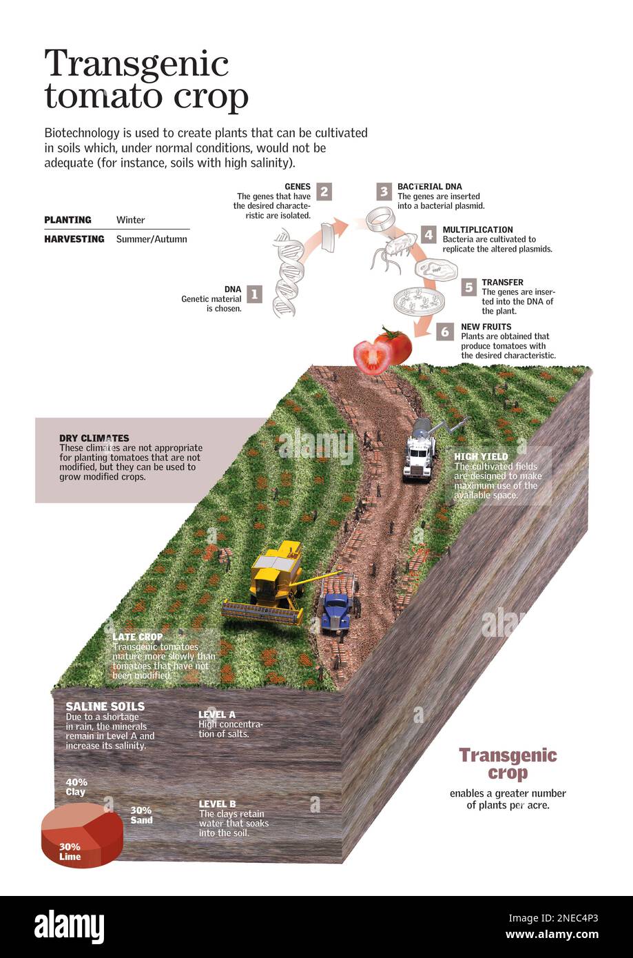 Infographic about how transgenic tomatoes are grown. [Adobe InDesign ...