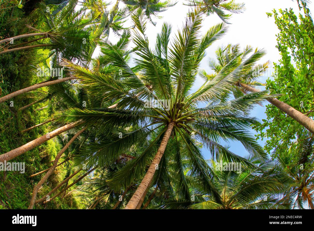 Beautiful Chumphon National Park landscape in Thailand, palm trees ...