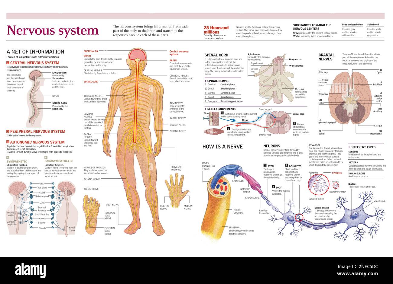 Infographics of the human nervous system in detail in the spinal cord, the cranial nerves, the ...
