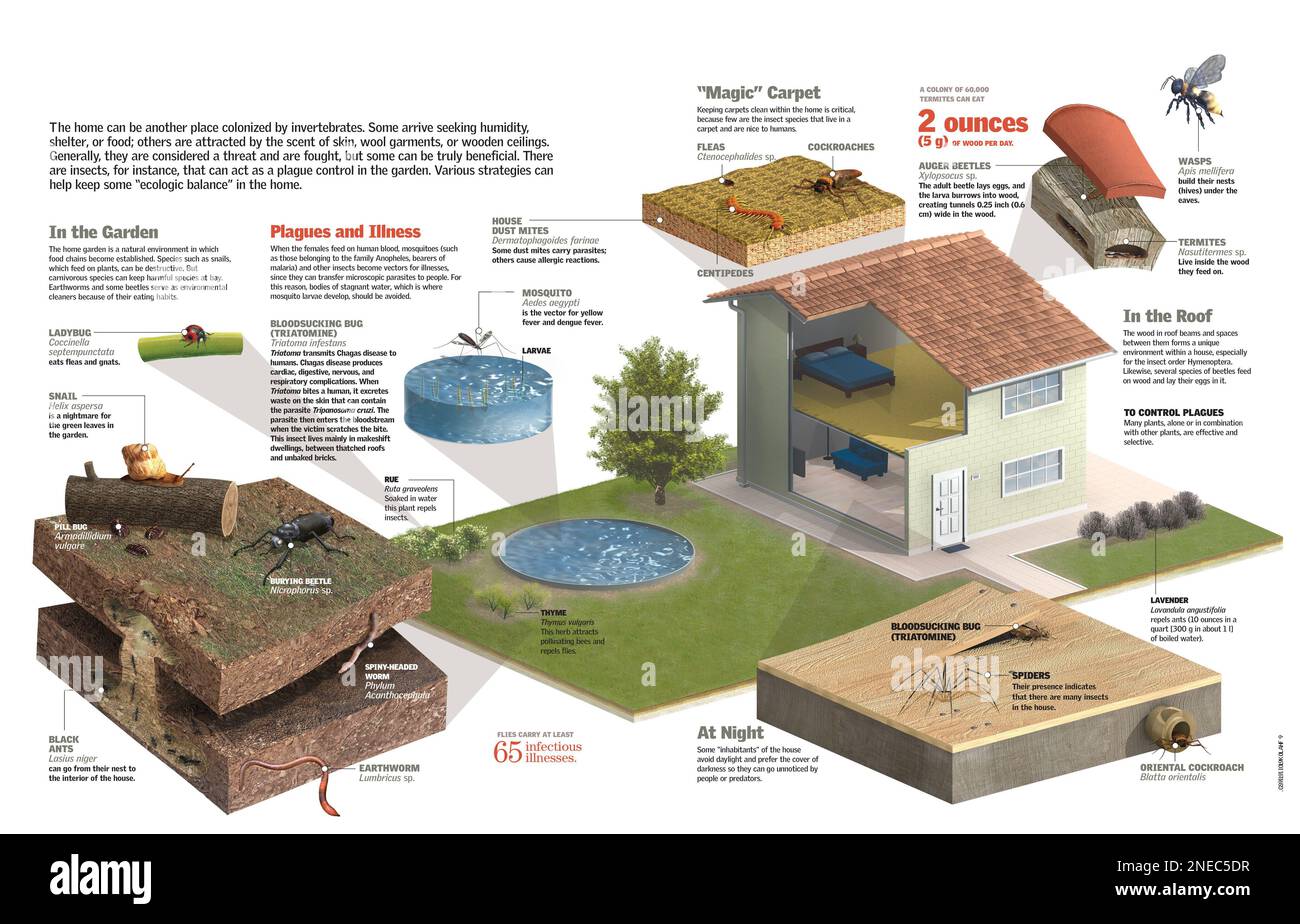 Infographic of invertebrates living in the home environment ...