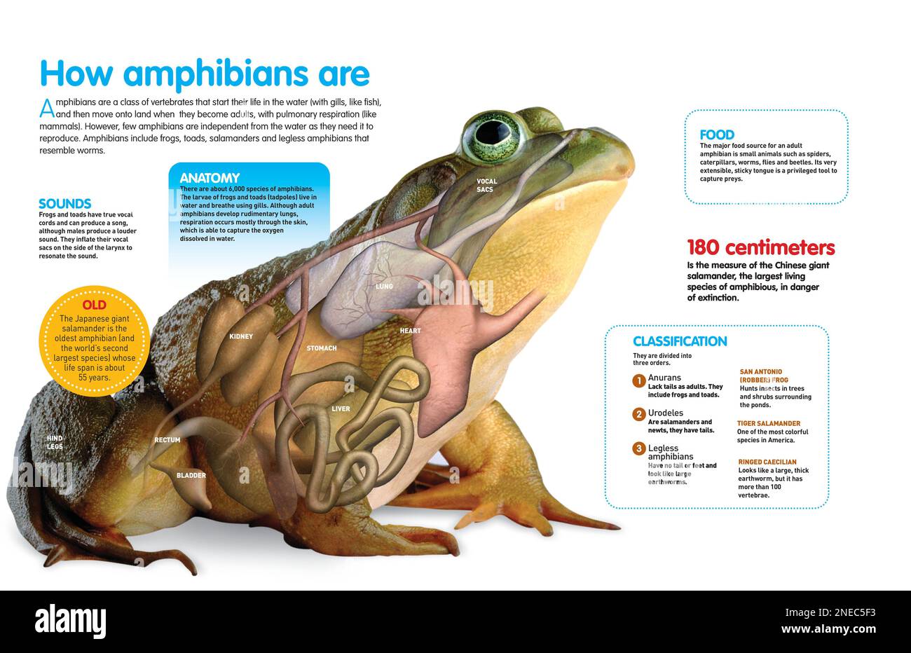 Amphibian Characteristics Amphibian Characteristics