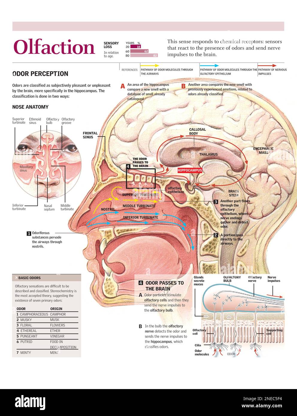 Infographics of the smell perception of odors from the entry of ...