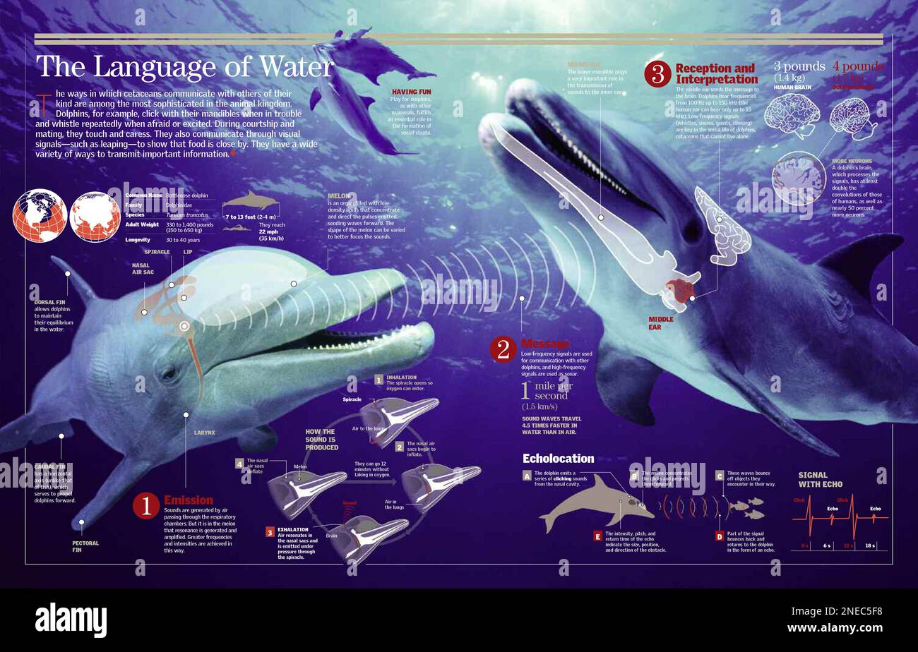 Infographic on the communication system of dolphins. [QuarkXPress (.qxp ...