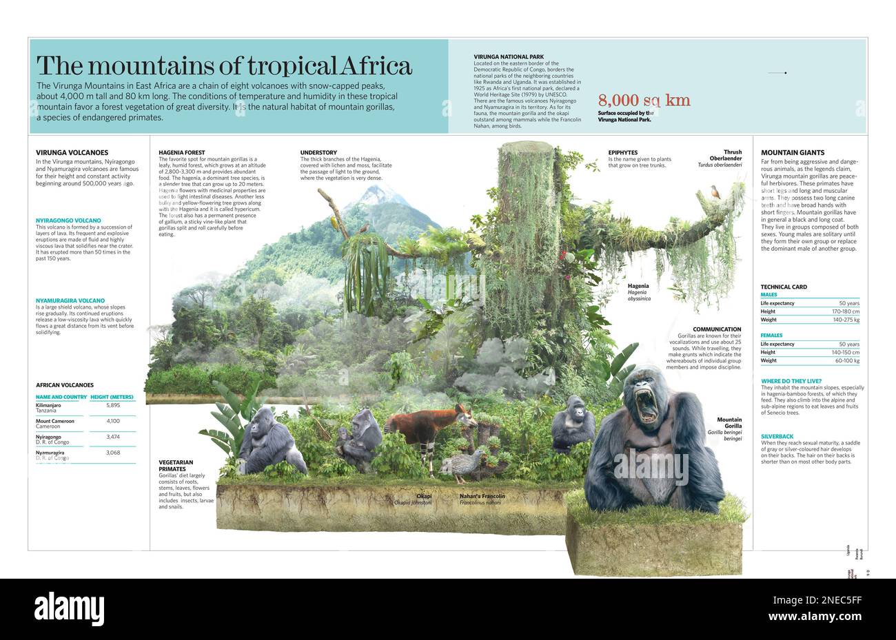 Infographic of the mountain biome of tropical Africa. [QuarkXPress ...