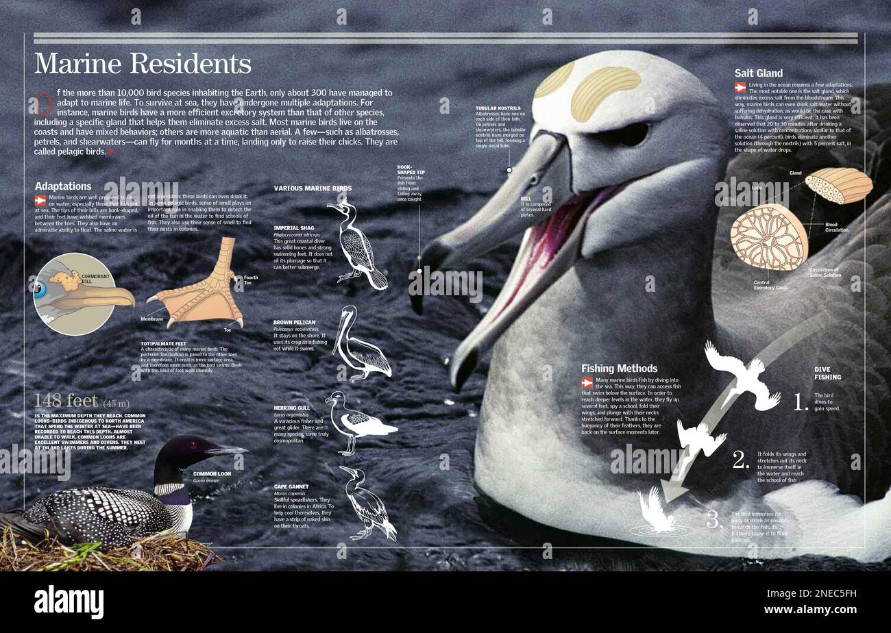 Seabird: adaptations, types, and fishing methods. [QuarkXPress (.qxd ...