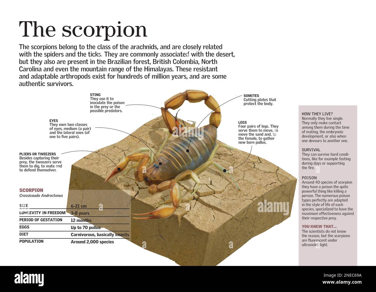 Infographic about the morphology and important aspects of relationship ...