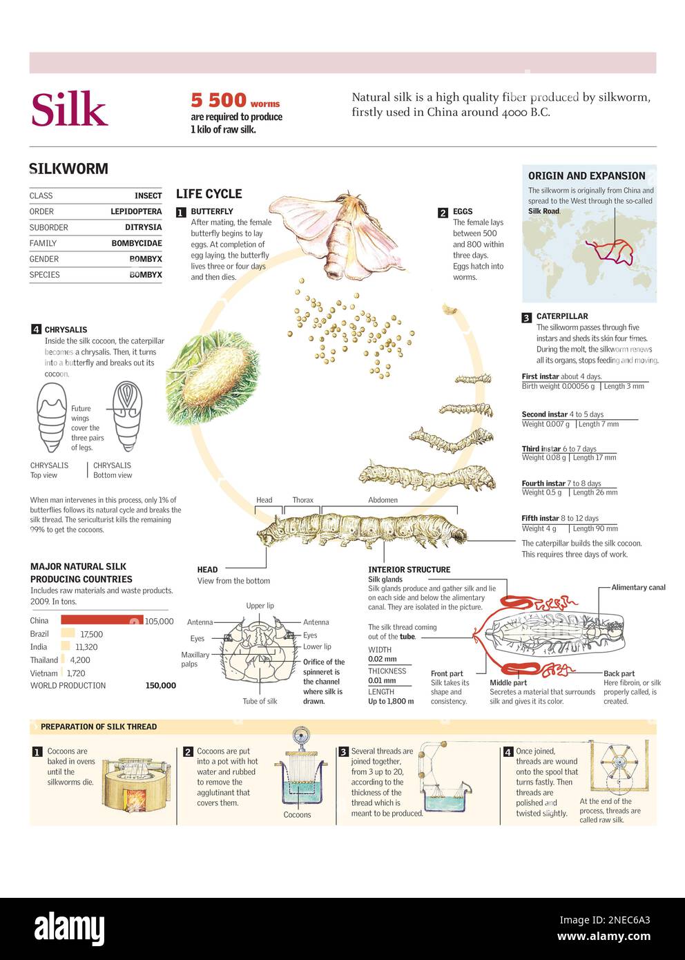 Infographics of silkworm life cycle and silk thread preparation for ...