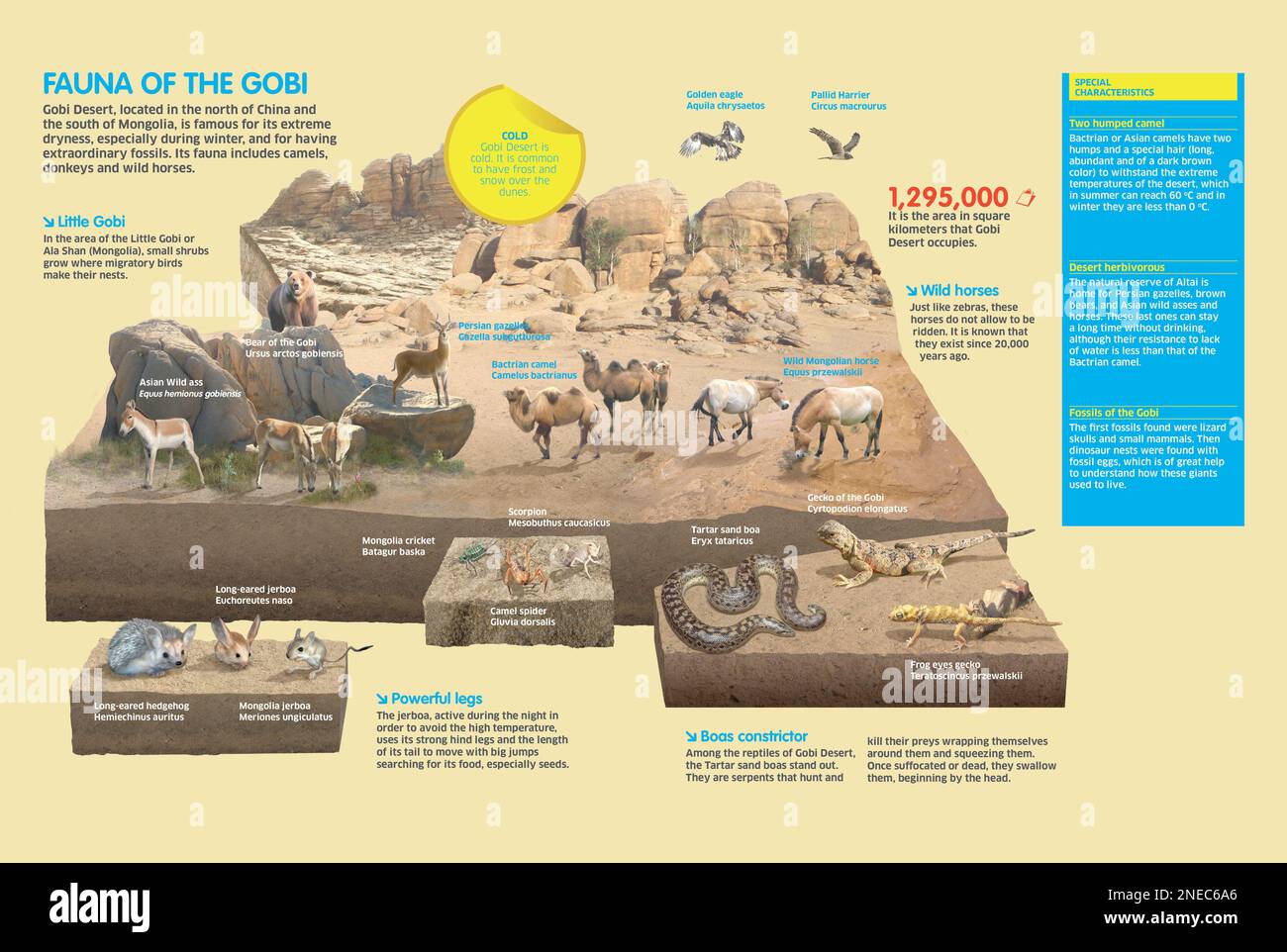 Infographic that shows us the characteristic fauna of Gobi Desert, one ...