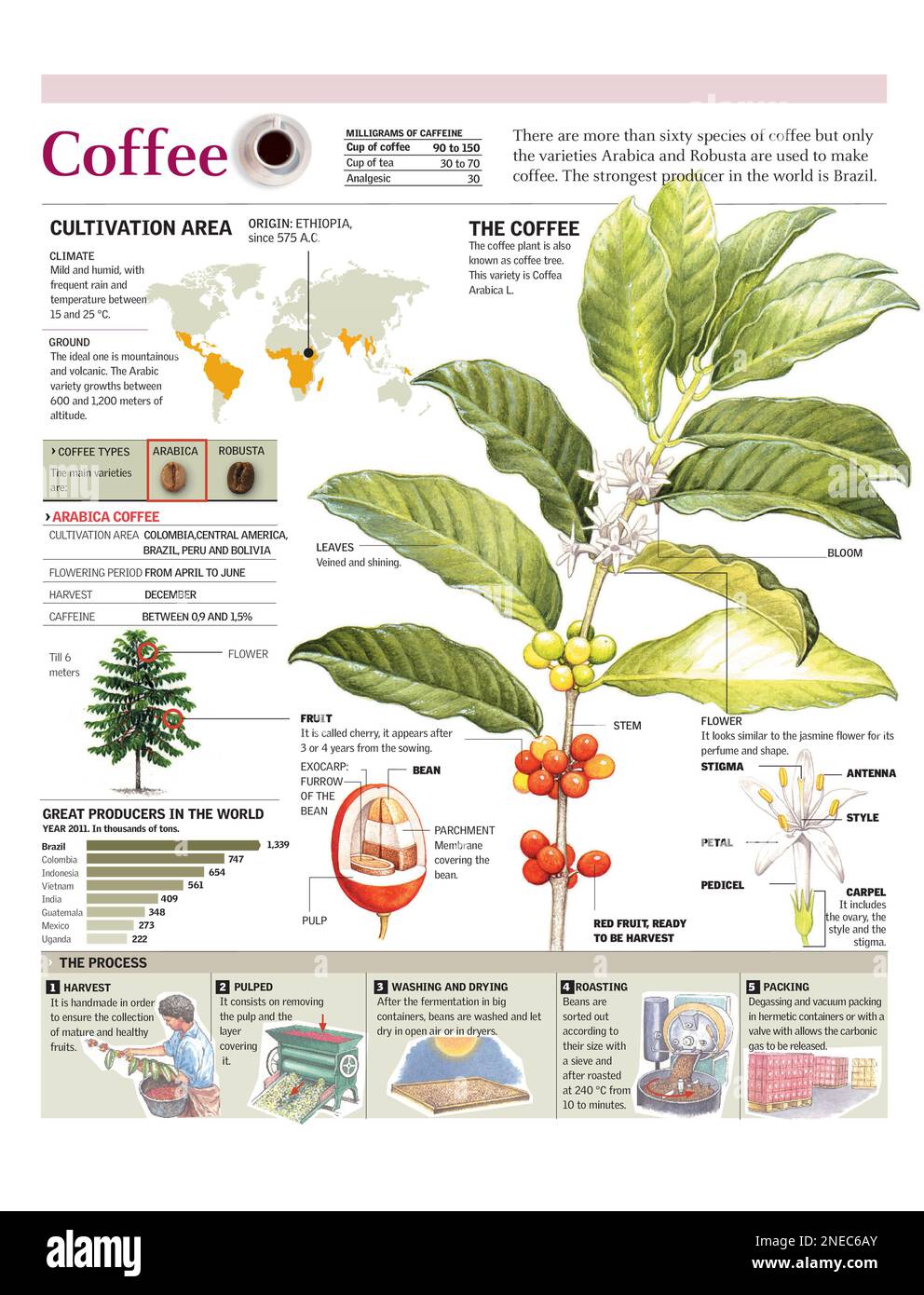 Infographics of the coffee plant and cultivation, and world coffee ...
