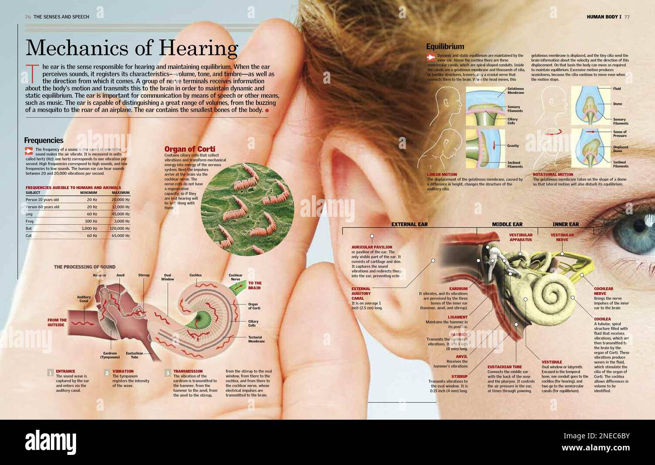 The sense of hearing and hearing mechanics are explained. The infographic includes three parts ...