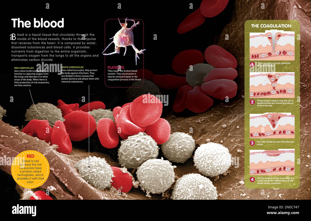 Infographic that analysis the components of blood, their functions and ...