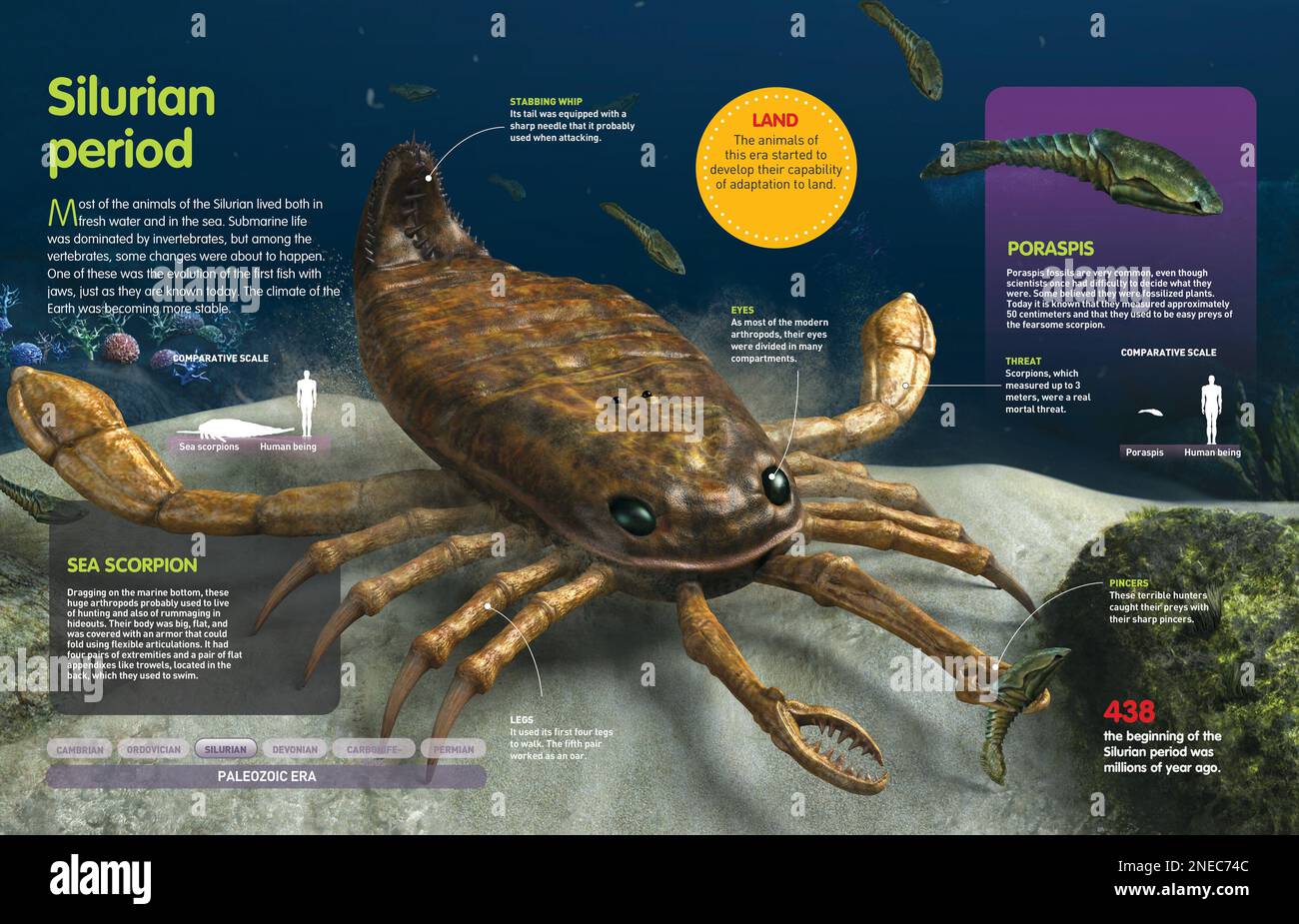 Infographic of the animals that inhabited the bottom of the ocean ...