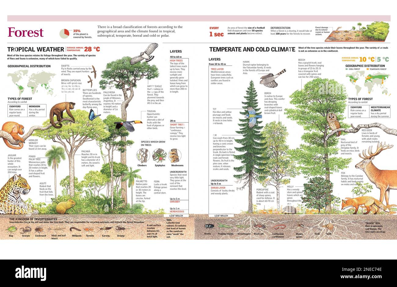 Infographic on the structures and ecosystems of tropical, temperate and ...