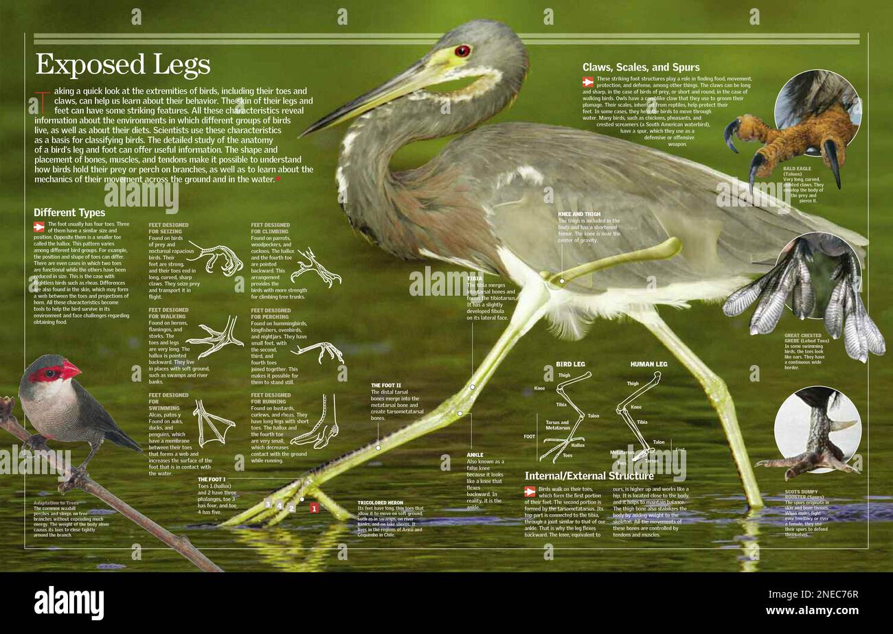 Infographic on the feet of birds, types and anatomy. [QuarkXPress (.qxd ...