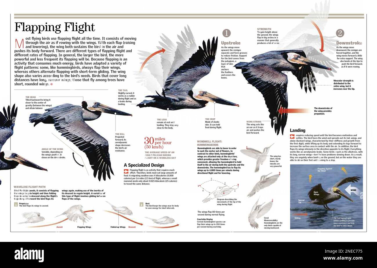 Infographic about flapping flight of birds: phases and forms ...