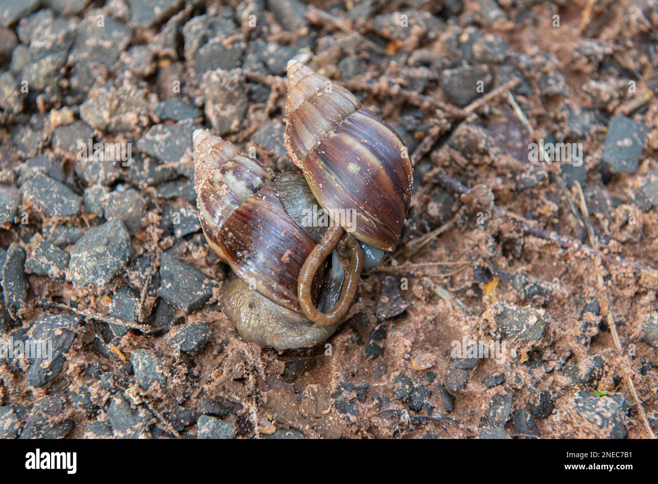 Giant African Snail (Achatina fulica) mating. Intersexual species, both ...