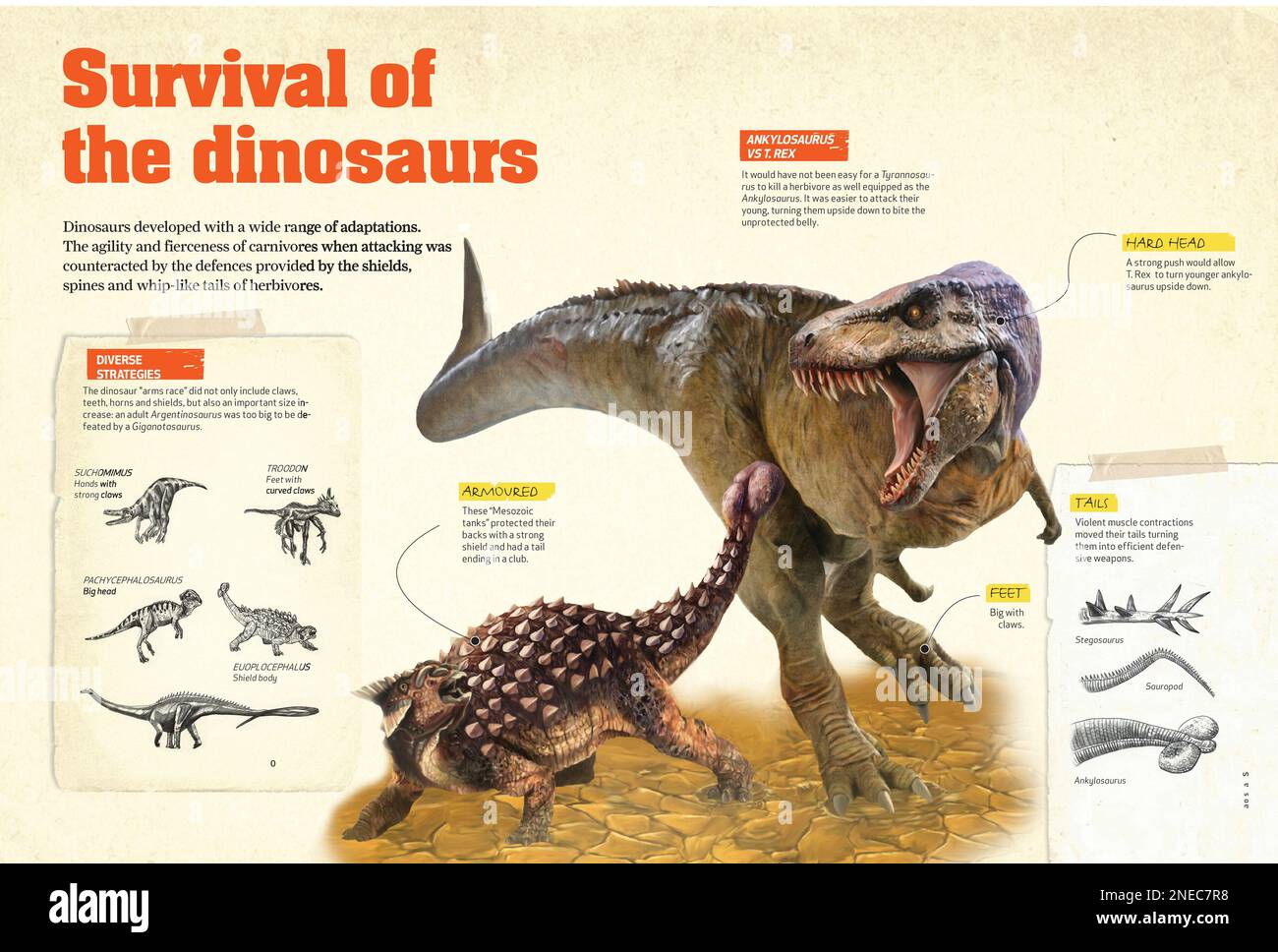 Infographics showing the detailed physical characteristics that allowed dinosaurs to defend ...