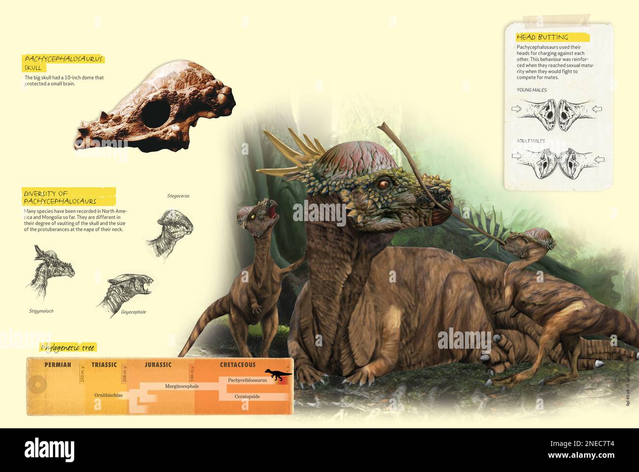 Infographics about the pachycefalosaurio, a herbivorous dinosaur from ...