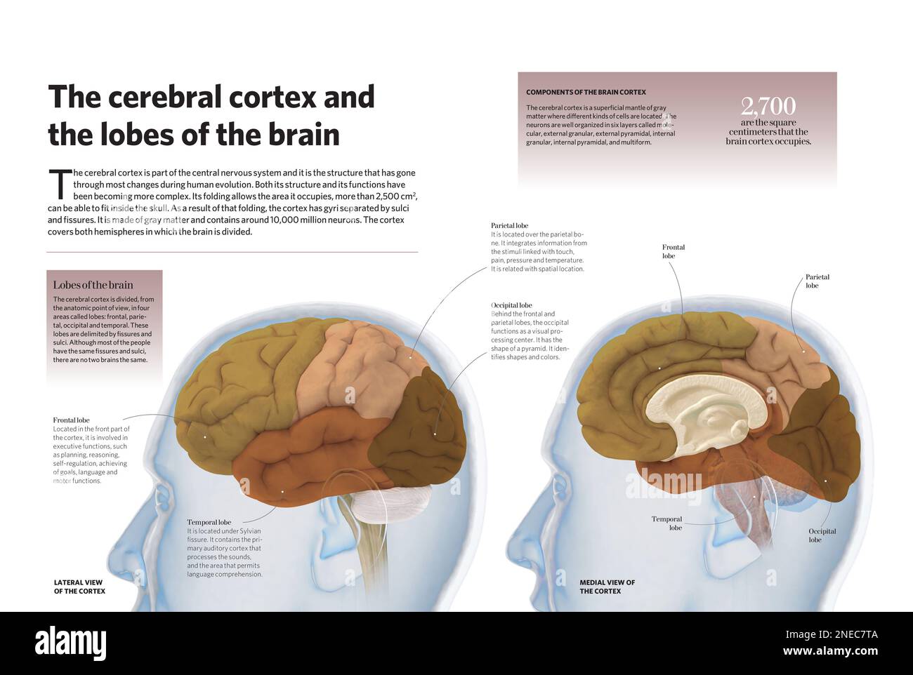 Cortex Cerebral Inchinn Development Of Cortical Folds In The Human