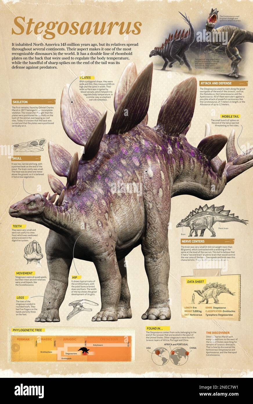 Infographic of the Stegosaurus, a dinosaur that inhabited the Earth at ...