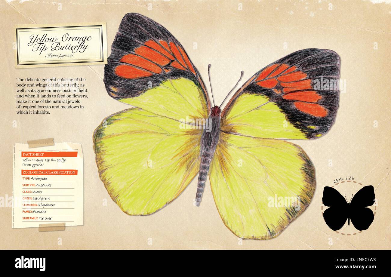 Fact sheet and zoological classification of Yellow Orange Tip Butterfly ...