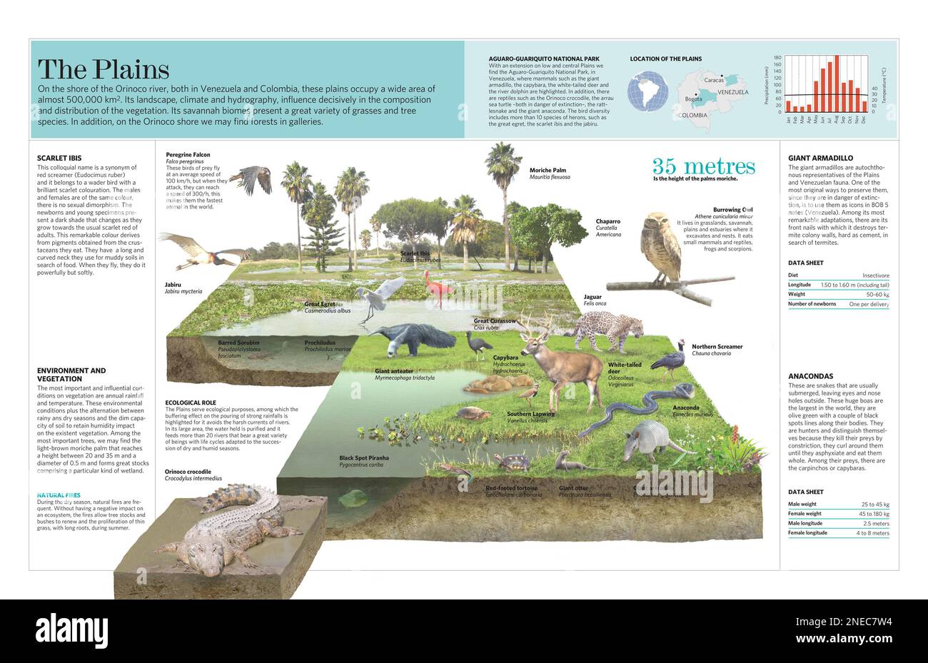 Infographic of the ecosystem of the Plains of Venezuela and Colombia ...