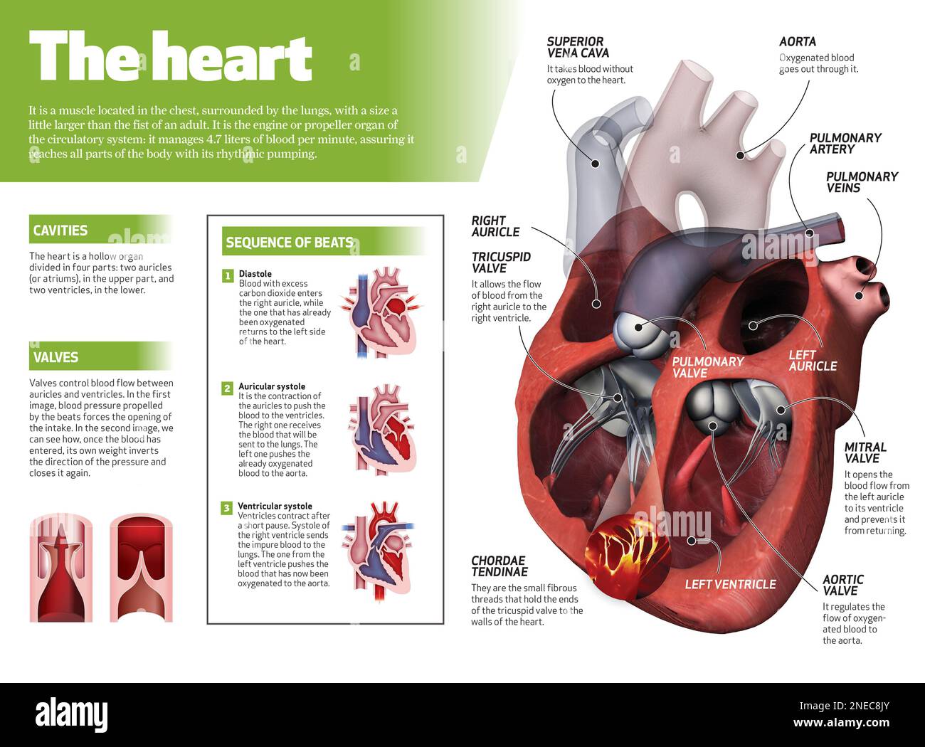 Infography on the heart, engine body of the circulatory system. [Adobe ...