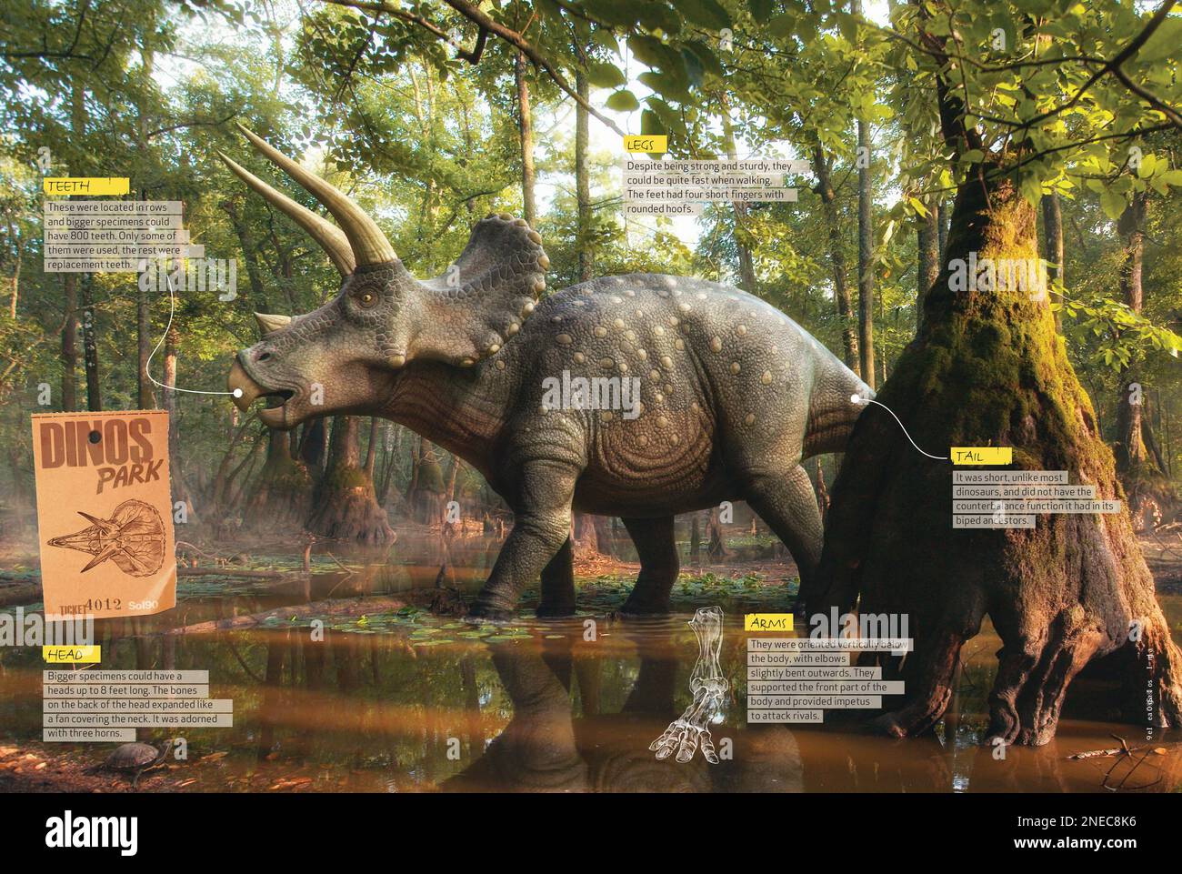 Infographics providing data about the anatomy of the triceratops, a ...