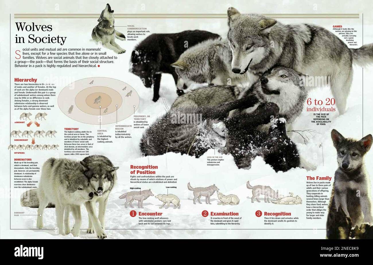 Infographic on social behavior of wolves. [QuarkXPress (.qxp ...