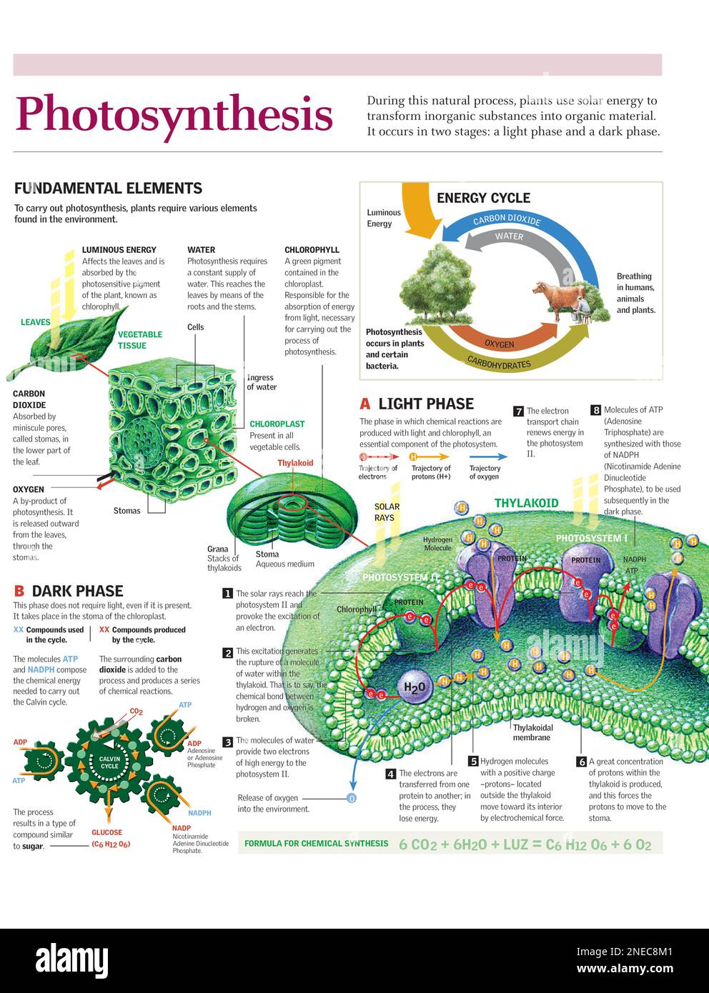 Photosynthesis diagram Cut Out Stock Images & Pictures - Alamy