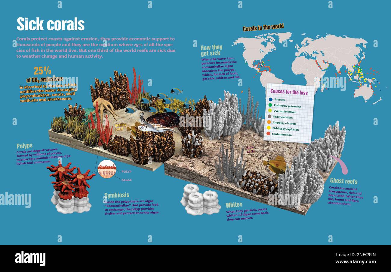Infographic about the causes of the whitening of corals. [Adobe ...